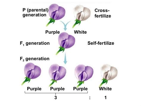 Mendelian Patterns Of Inheritance