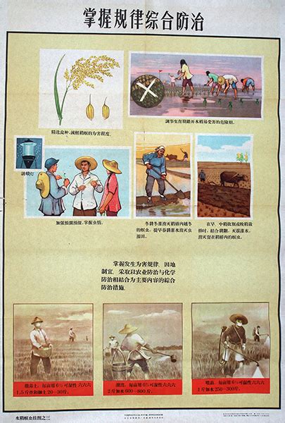 藏品 农业宣传画 水稻螟虫挂图 掌握规律综合防治 全国农业展览馆（中国农业博物馆） 全国农业展览馆