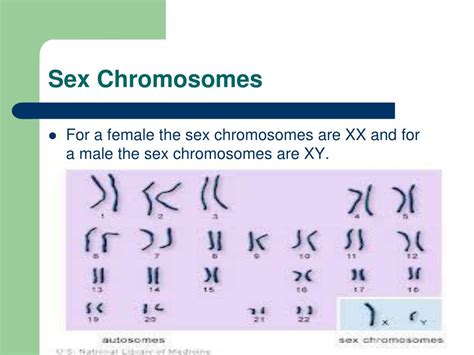 Ppt Chromosomes Cytogenetics Powerpoint Presentation Free Download