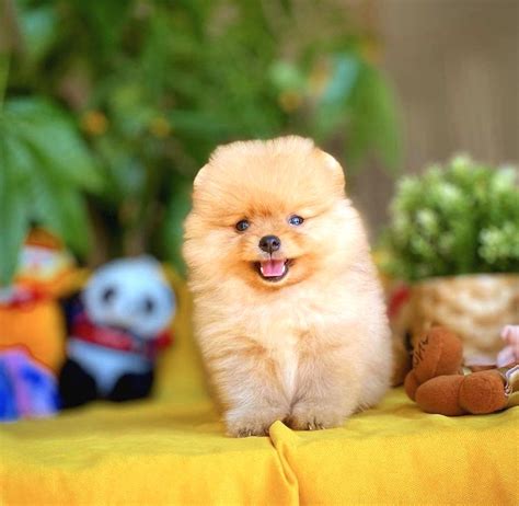 Birbirinden Güzel Ayıcık Surat Pomeranian Boo Yavru