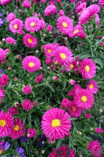 Aster Novi Belgii Jenny Aster Nowobelgijski