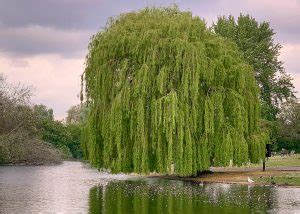 7 Fast Growing Sound Barrier Trees Noise Reducing Trees A Garden Diary