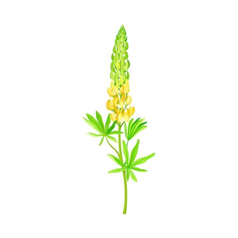 Yellow Lupinus Or Lupine Dense Flower With Palmately Green Leaves On