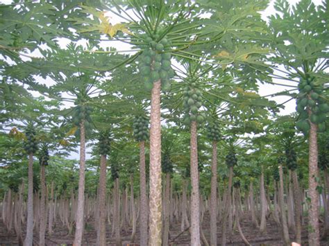 Dole 과일농장 콜롬버스가 천사의 열매라고 부른 과일은