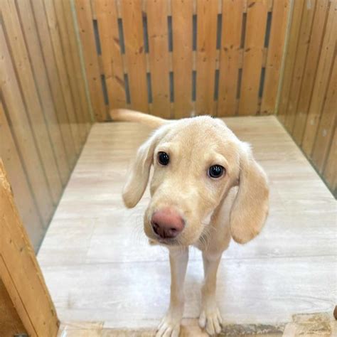 라브라도리트리버크림이 강아지책임분양 강아지분양 고양이분양 컴투펫 시츄 셔틀랜드쉽독 말티푸 미니핀 치와와 요크셔테리어 포메라니안 말티즈 분양