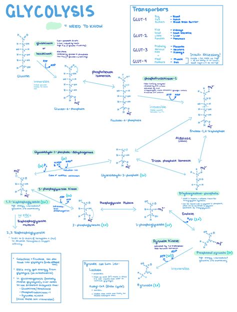 Glycolysis Notes R Mcat