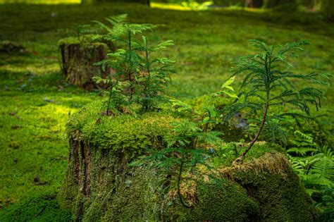 朽ちて苔むした切り株に芽生える新しい命の無料写真素材 ID 83146ぱくたそ