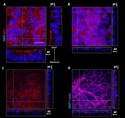 Immunofluorescence Analysis Using Confocal Microscopy Of The 3d Tissue Download Scientific