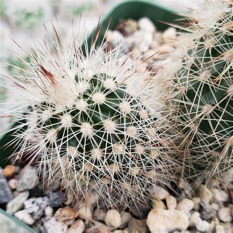 Buy A Stunning And Generous Echinocereus Sciurus Cactus Planet Desert