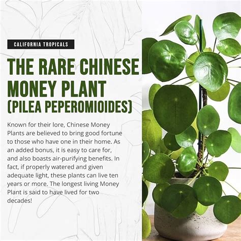 Que Cuidados Necesita Chinese Money Tree How To Splits Up A Money Tree