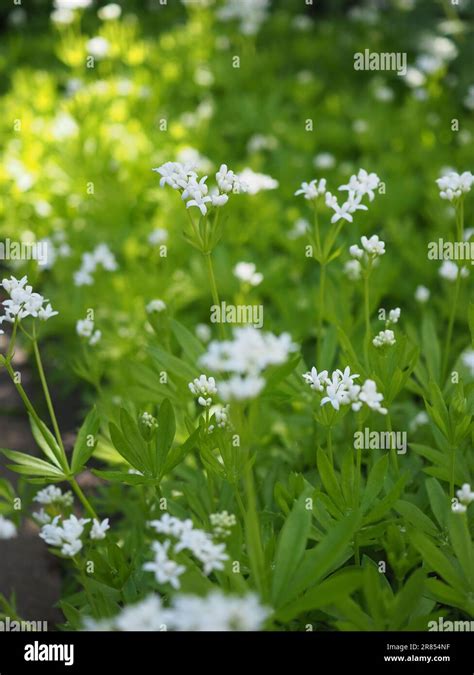 The Sun Dappled White Flowers And Green Foliage Of Galium Odoratum