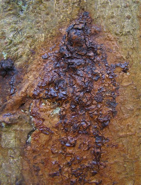 Beech Bleeding Canker Life And Opinions Life And Opinions