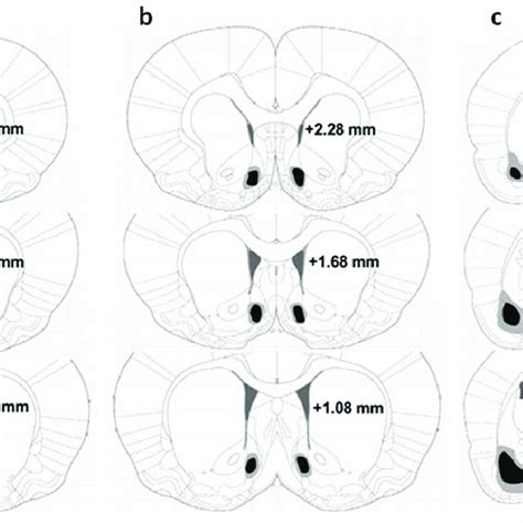 Location Of The Excitotoxic Lesions Of The Nucleus Accumbens Core And