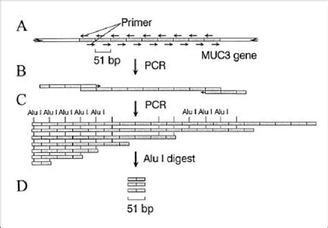 Amplification Of The Tandem Repeat Region By Repeat Specific Primers Download Scientific