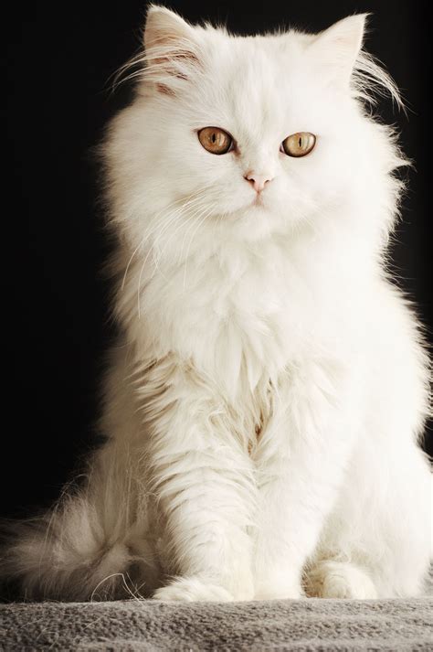 Pin By Maya 47000 On Animaux White Cats Persian Cat White Persian Cat