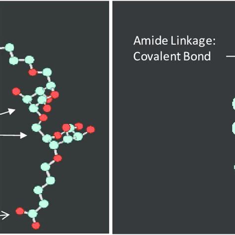 Schematic Representation Of Biopolymer Cross Linking At An Amine Group