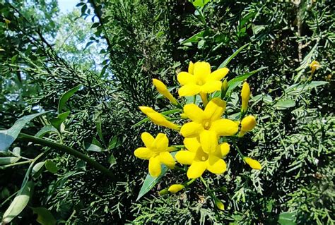大明湖公园探春花开黄色的小花一朵朵