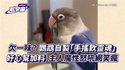 欠一味鸚鵡自製手搖飲靈魂好心幫加料 主人魔性怒吼網笑瘋 Yahoo奇摩汽車機車