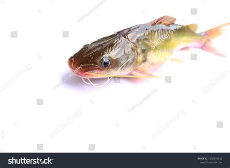Naked Catfishes Rita Rita Species Bagrid Stock Photo Shutterstock