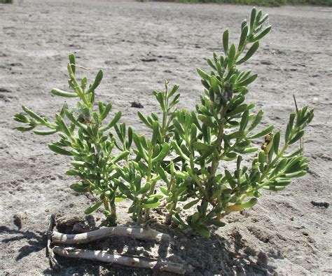 Foraging Texas Saltwort