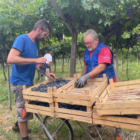 The Appassimento Process Of Valpolicella Wines Romeo And Juliet Guide