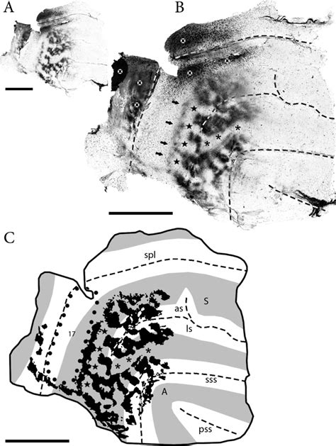 Visual Callosal Pattern In Normal Ferret A Single Hrp Stained