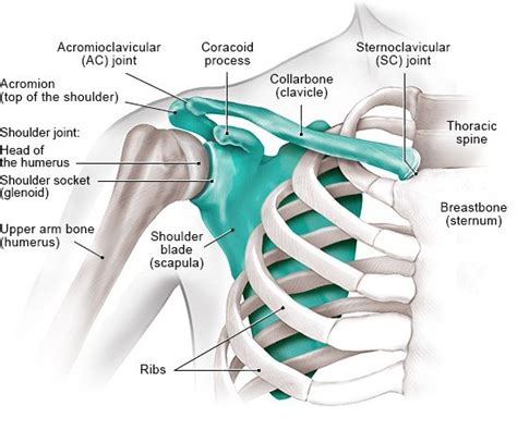 Shoulder Joint Anatomy The Sternoclavicular And Acromioclavicular