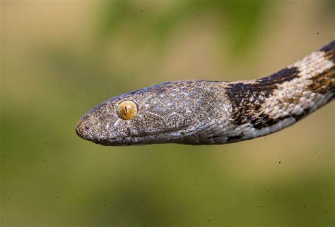 Кошачья змея (45 фото) Описание вида, характеристика. Фотографии ...