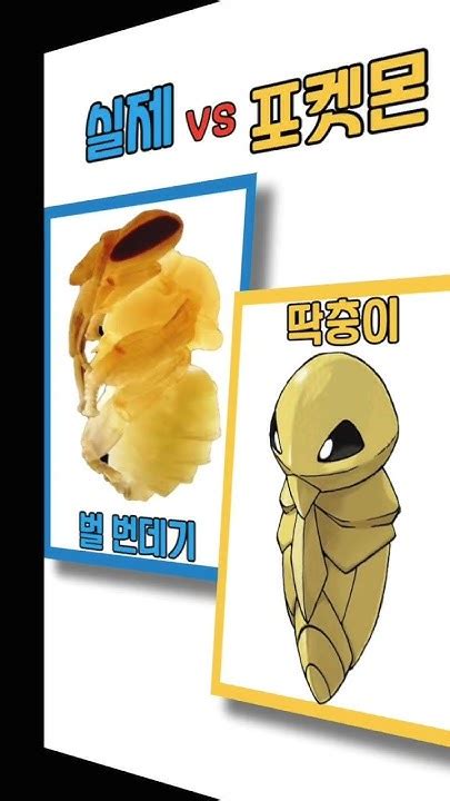 실제 포켓몬 싱크로율 99 현실 포켓몬1 Real Pokemon Youtube