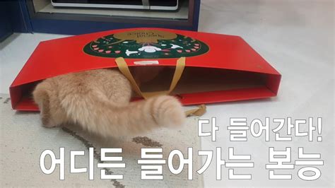 꼬리만 신나게 흔들다 나왔다능 Youtube