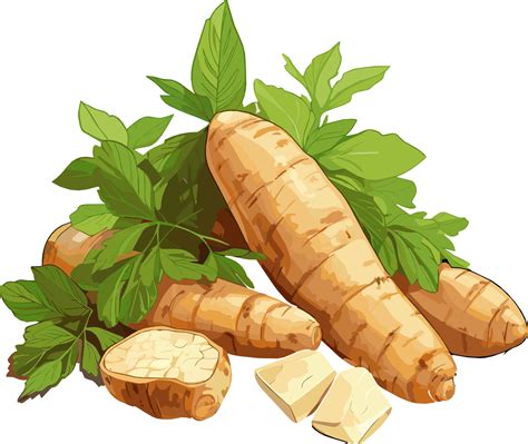 Cassava Root Tuber Illustration 26691100 Png