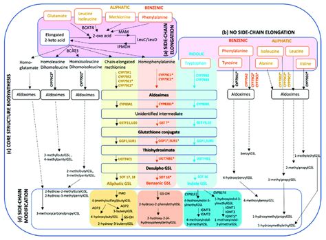 Biosynthetic Pathways Of Aliphatic Indole And Benzenic Download Scientific Diagram