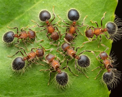 Meranoplus Bicolor матка с рабочими купить
