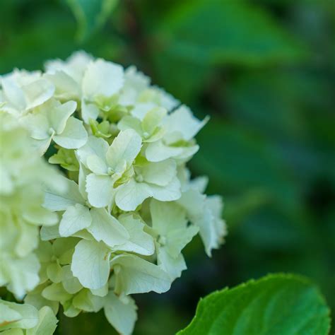 Berry White Hydrangea Plant Detectives