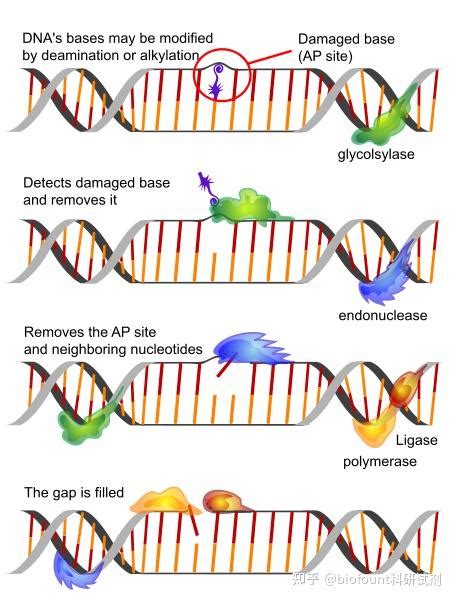 如何修复受损的dna 知乎