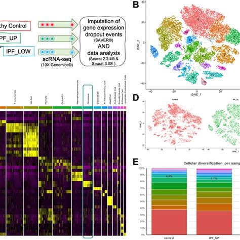 Analysis Of Scrna Seq Data From Control And Ipf Lung Cells Identifies A Download Scientific