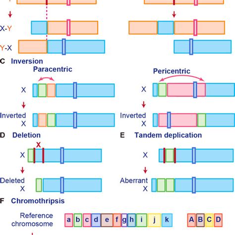 Schematic Representation Of Fusion Gene Formation By Structural