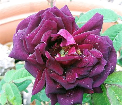 DIRK'S ROSE GUIDE: Nuit de Young