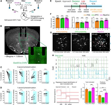 Differential Encoding In Prefrontal Cortex Projection Neuron Classes Across Cognitive Tasks Pmc