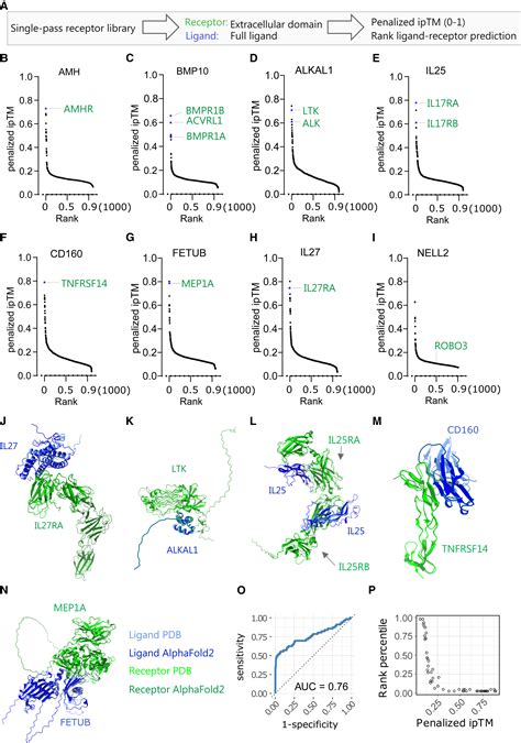 alphafold2 enables accurate deorphanization of ligands to single pass