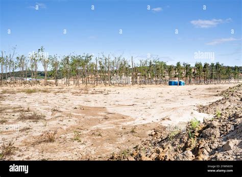 Trees Planted To Prevent Soil Erosion Stock Photo Alamy