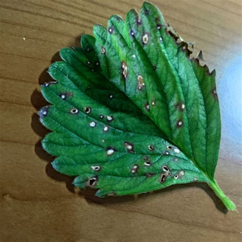 Plant Diseases Dataset With Augmentation Kaggle