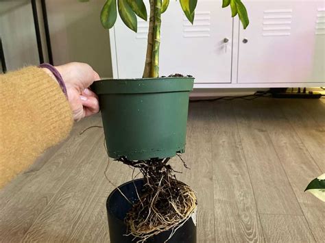 Do Umbrella Plants Like To Be Root Bound Reasons And Fixes The Home Team
