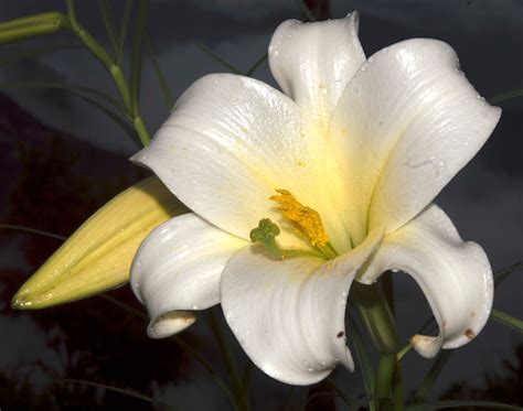 Lilium – eFlora of India