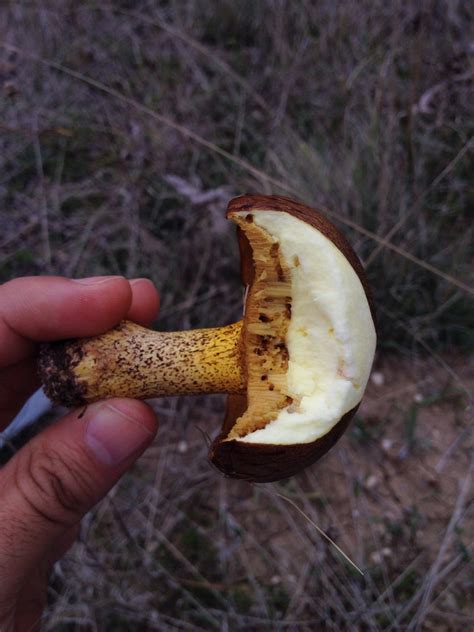 [id Request] Found In Automn On The Grass Field Mycology