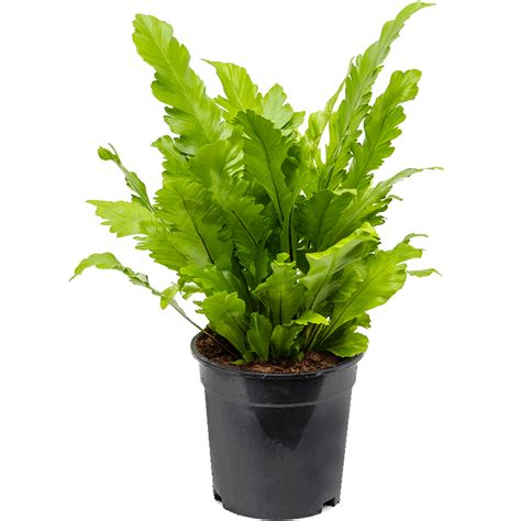 Asplenium Nidus Pépinière à Rabat Le Comptoir Vert