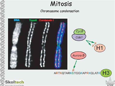Msu Skol Tech Mitosis Mitosis Cell