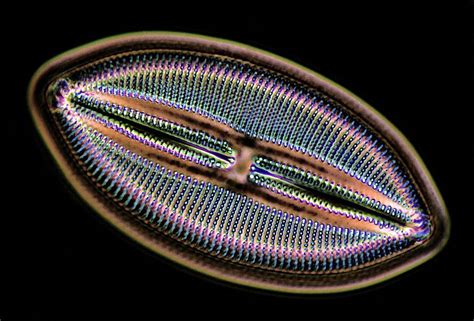 Ocean Acidification Could Decline Diatoms Worlds Vital Oxygen Suppliers