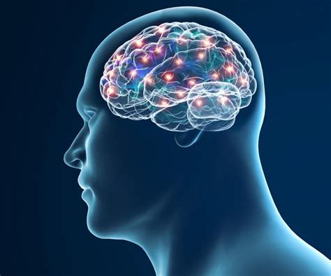 Sistema Nervioso Central Funciones Y Partes Apuntes Geniales