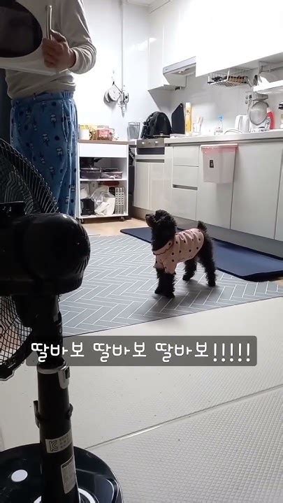 새벽에 밥 달라고 깨우는 강아지 찐사랑 흔치않은모닝루틴 Shorts Youtube